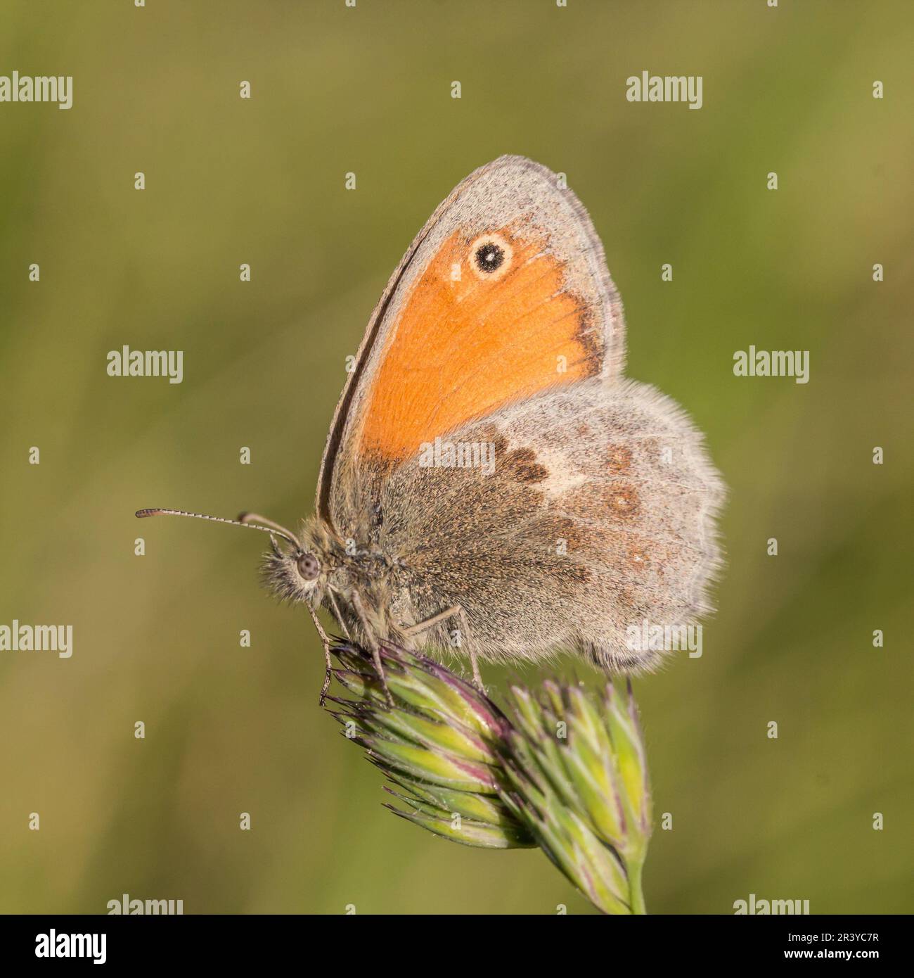 Coenonympha pamphilus, known as the Small heath butterfly Stock Photo ...