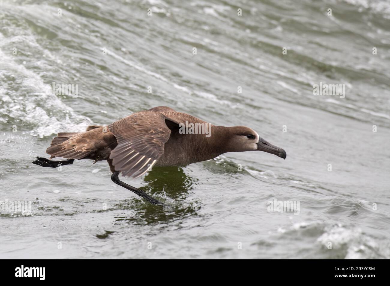 Black-footed albatross flying over the ocean Stock Photo - Alamy
