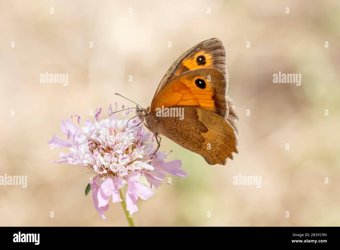 Maniola jurtina, known as the Meadow brown butterfly (female Stock ...