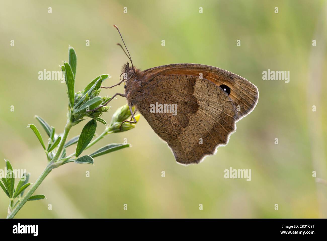 Maniola jurtina, known as the Meadow brown butterfly (female Stock ...