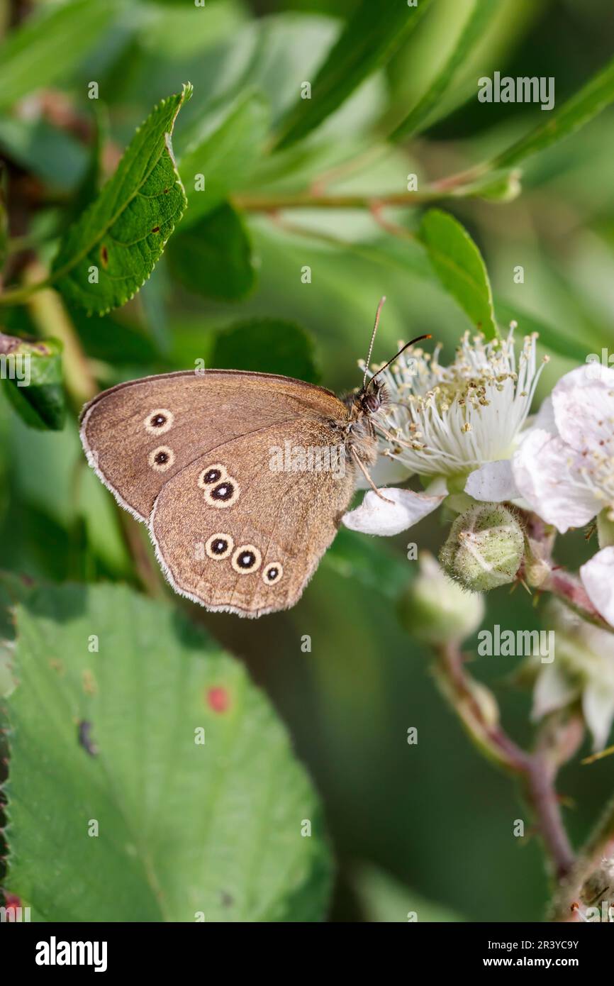 Aphantopus hyperantus, commonly known as the Ringlet butterfly Stock ...