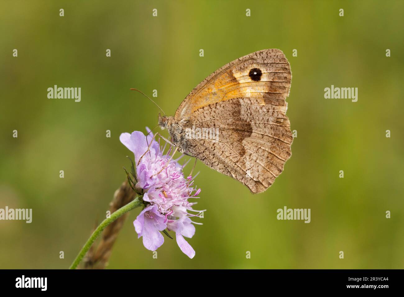 Maniola jurtina, known as the Meadow brown butterfly (female Stock ...