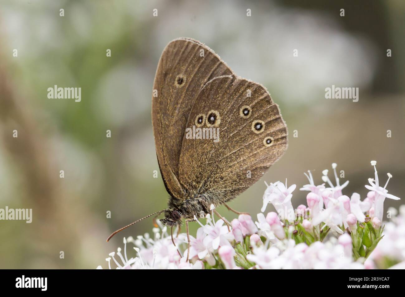 Aphantopus hyperantus, commonly known as the Ringlet butterfly Stock ...