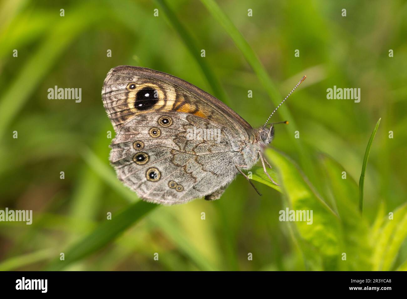 Lasiommata maera maera, known as Large wall brown butterfly Stock Photo ...