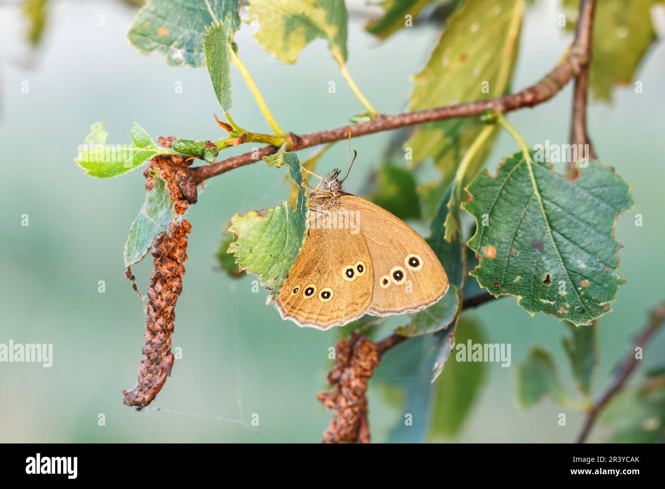 Aphantopus hyperantus, commonly known as the Ringlet butterfly Stock ...