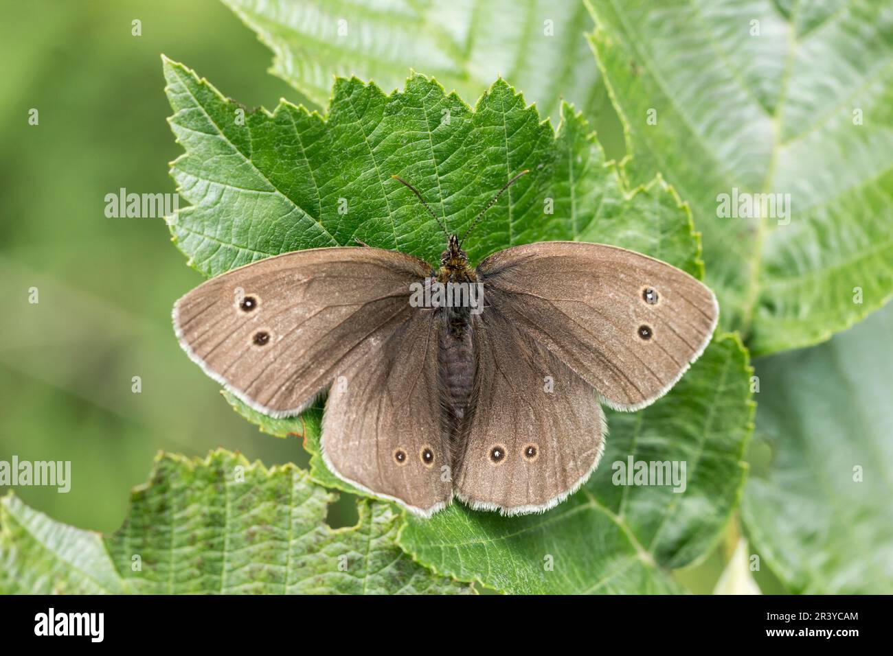 Aphantopus hyperantus, commonly known as the Ringlet butterfly Stock ...