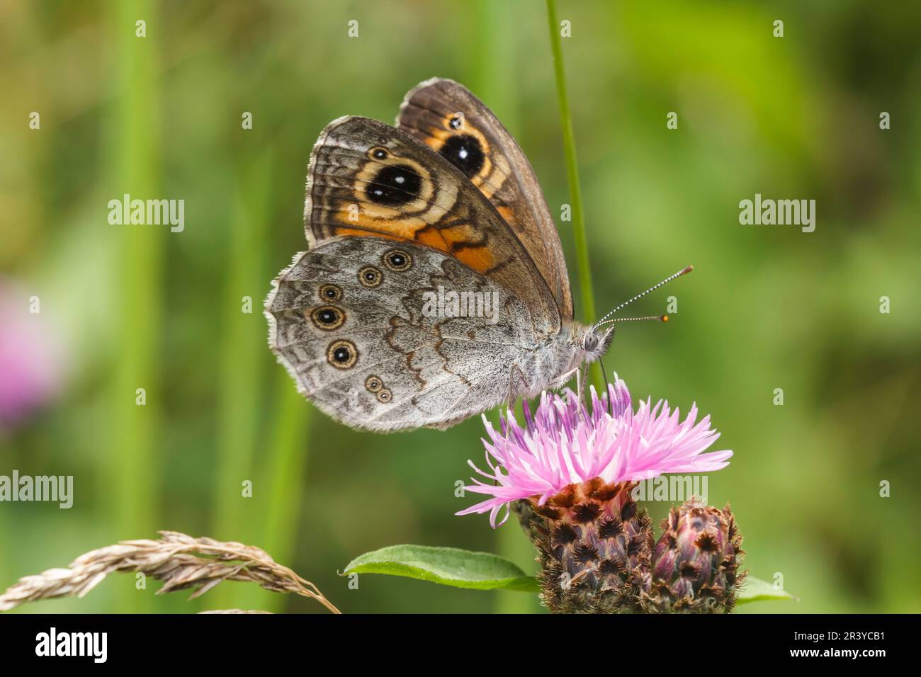 Lasiommata maera maera, known as Large wall brown butterfly Stock Photo ...