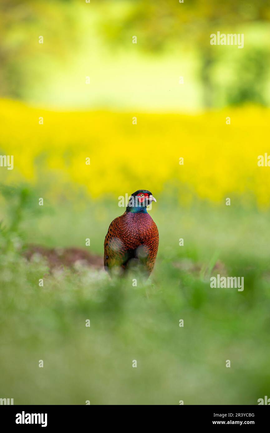Front view of UK common pheasant game bird (Phasianus colchicus ...