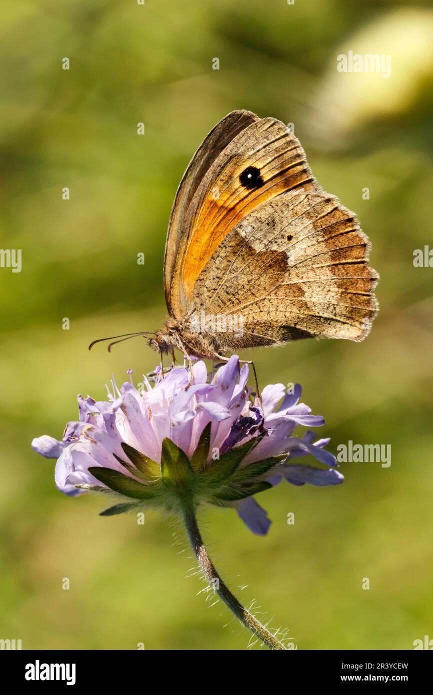 Maniola jurtina, known as the Meadow brown butterfly (female Stock ...