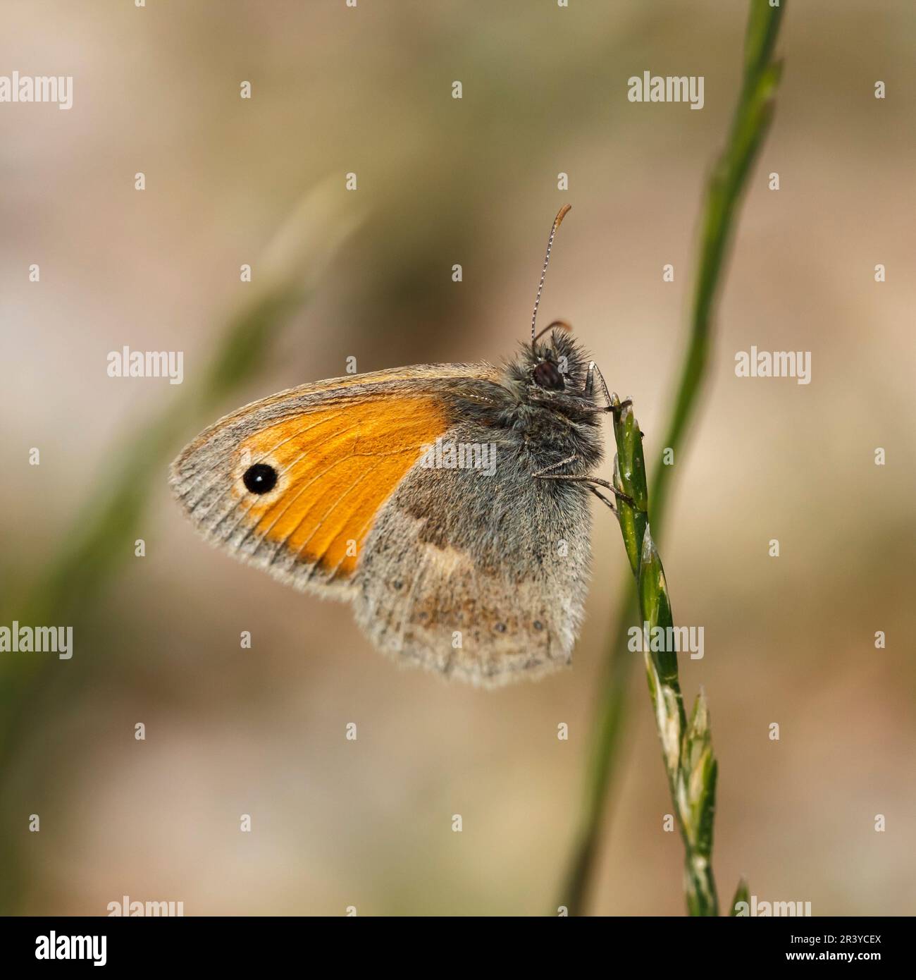 Coenonympha pamphilus, known as the Small heath butterfly Stock Photo ...