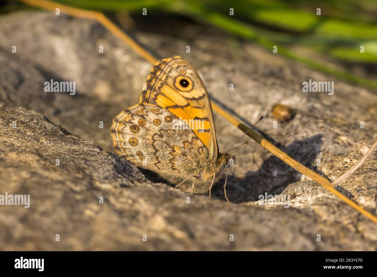 Lasiommata megera, known as Wall butterfly, Wall brown butterfly Stock ...