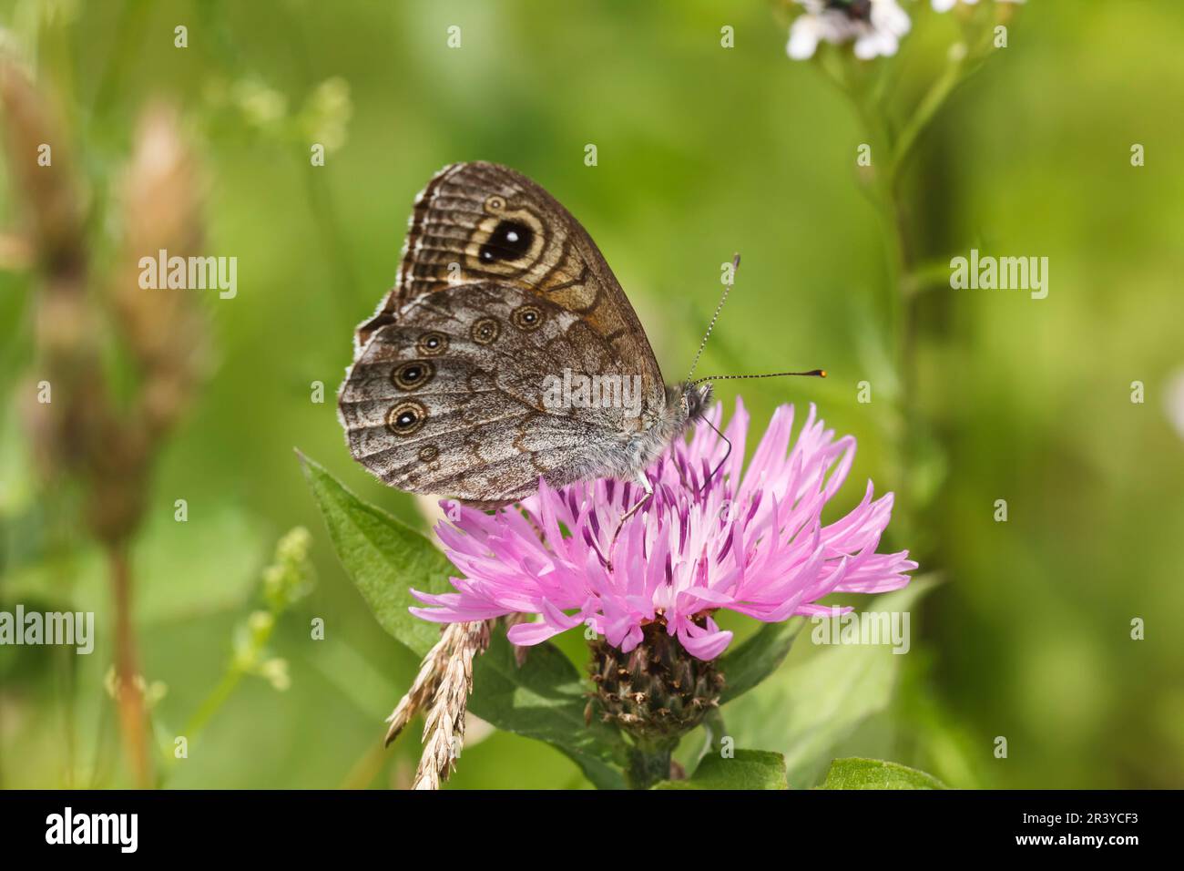 Lasiommata maera maera, known as Large wall brown butterfly Stock Photo ...