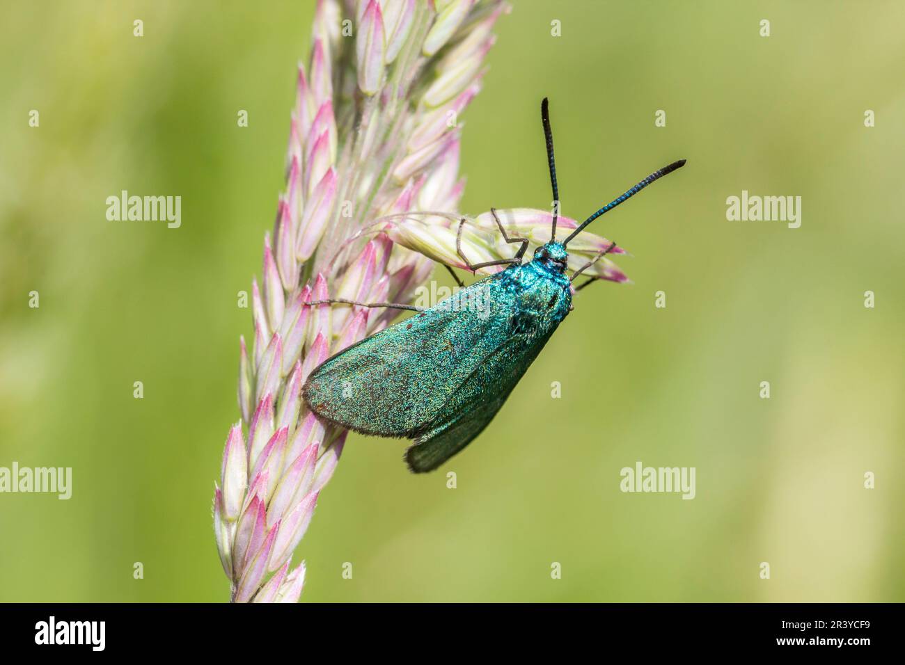 Adscita statices, known as Green forester, Forester, moth Stock Photo ...