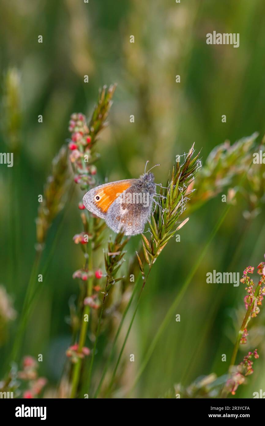 Coenonympha pamphilus, known as the Small heath butterfly Stock Photo ...