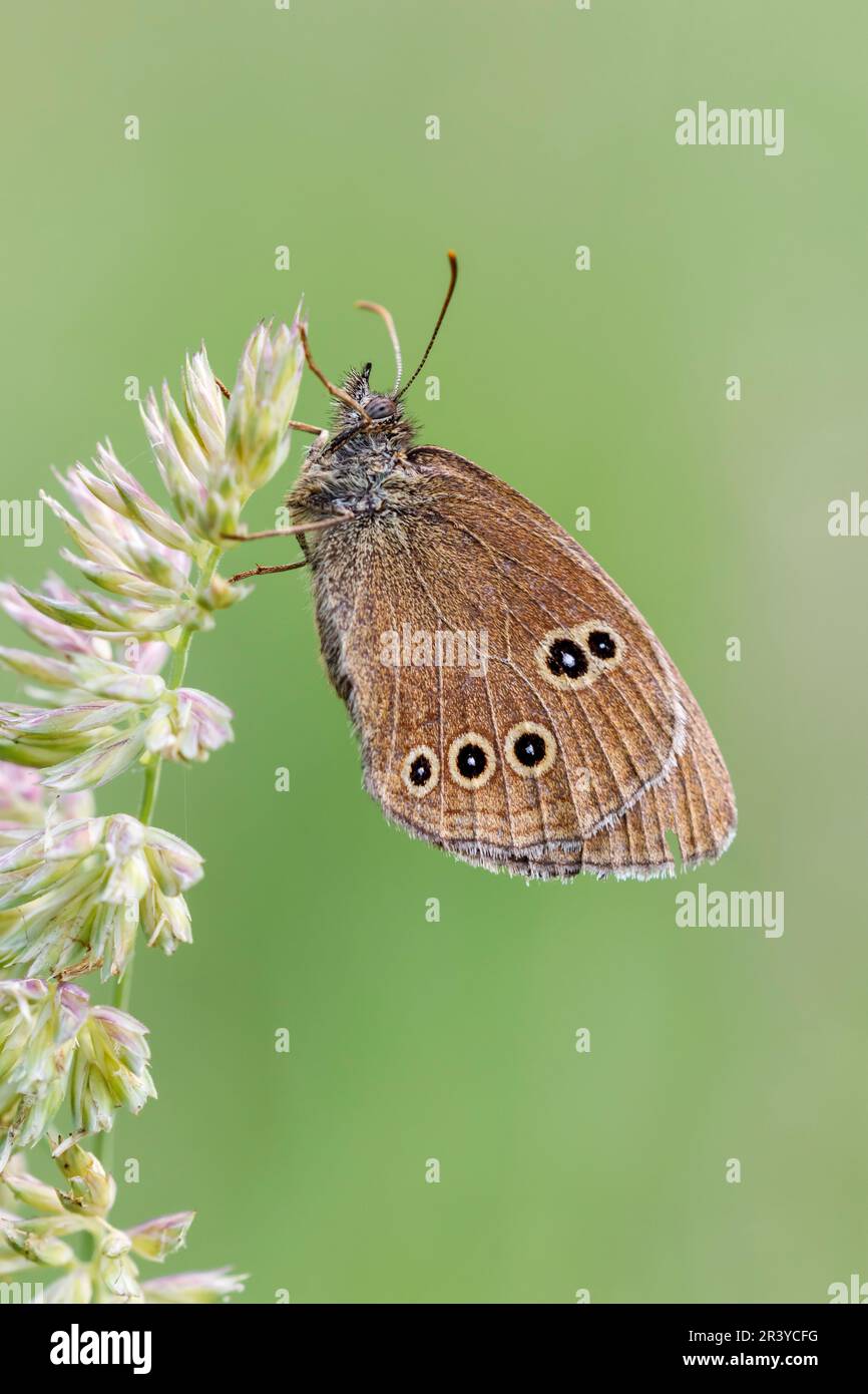 Aphantopus hyperantus, commonly known as the Ringlet butterfly Stock ...
