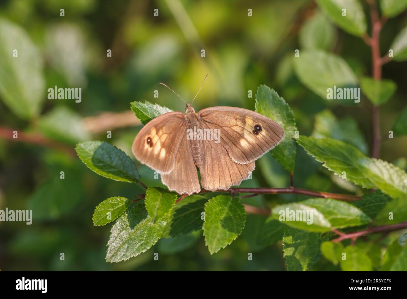 Maniola jurtina, known as the Meadow brown butterfly (female Stock ...