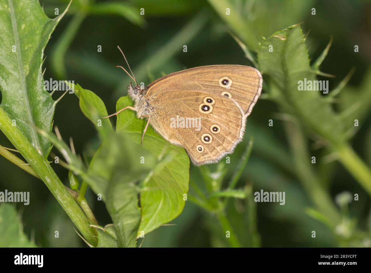 Aphantopus hyperantus, commonly known as the Ringlet butterfly Stock ...