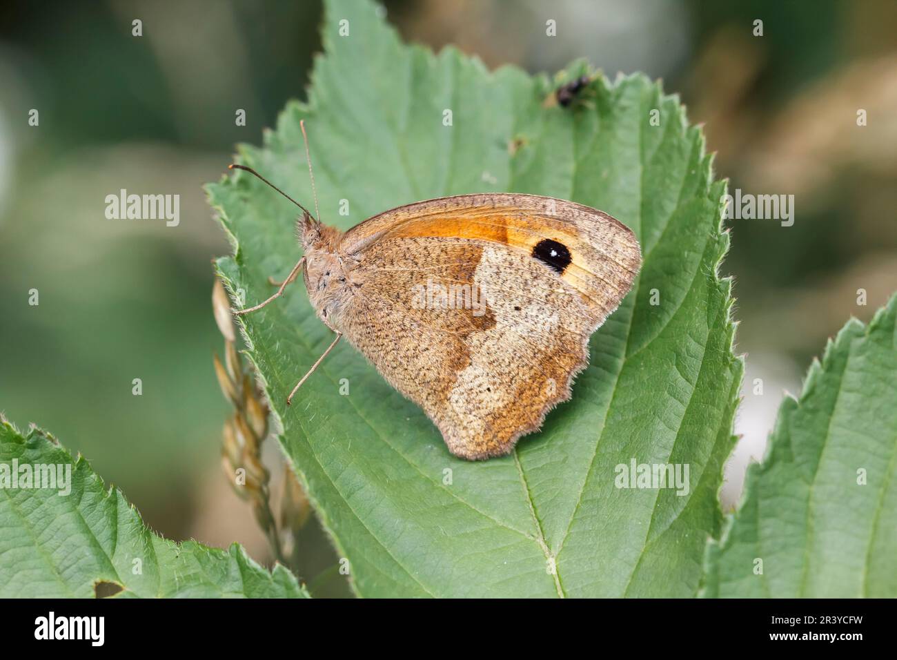 Maniola jurtina, known as the Meadow brown butterfly (female Stock ...