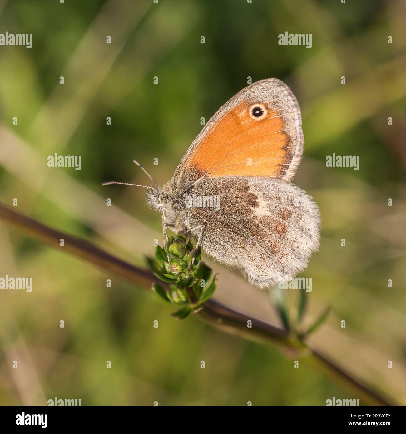 Coenonympha pamphilus, known as the Small heath butterfly Stock Photo ...
