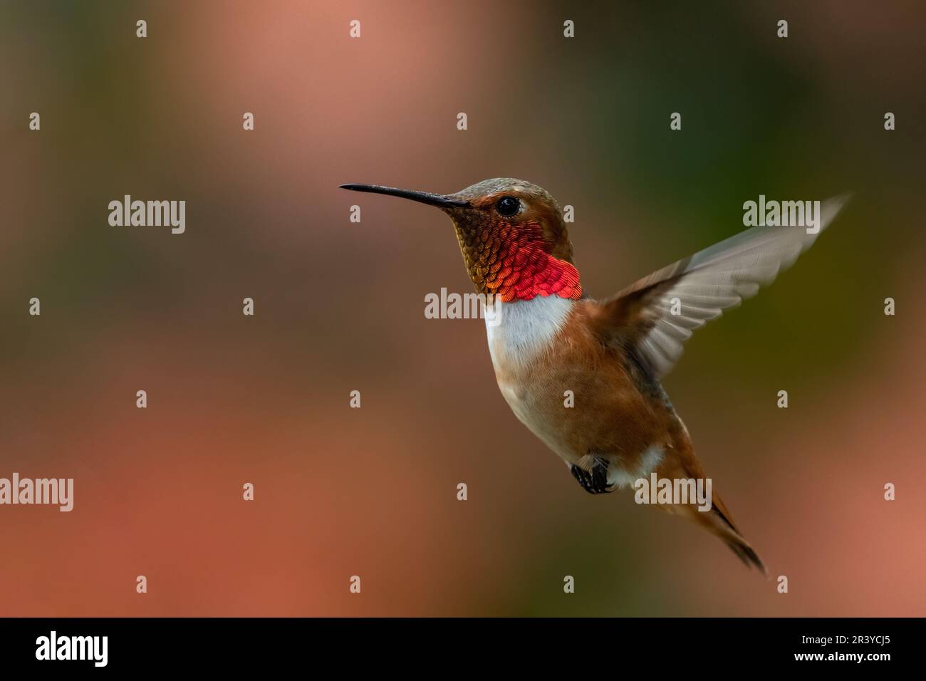Male rufous hummingbird hovering and frozen Stock Photo - Alamy