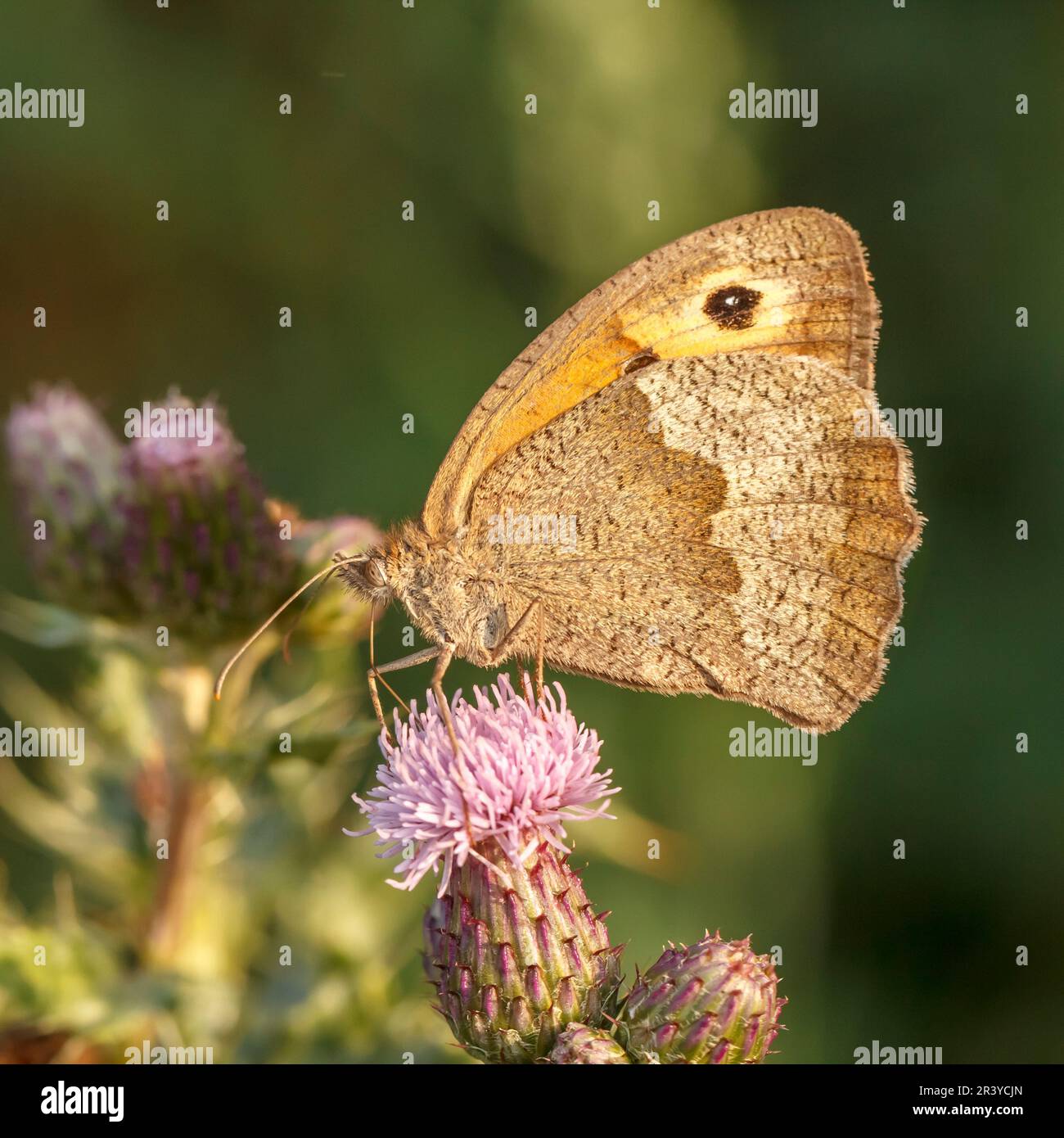 Maniola jurtina, known as the Meadow brown butterfly (female Stock ...