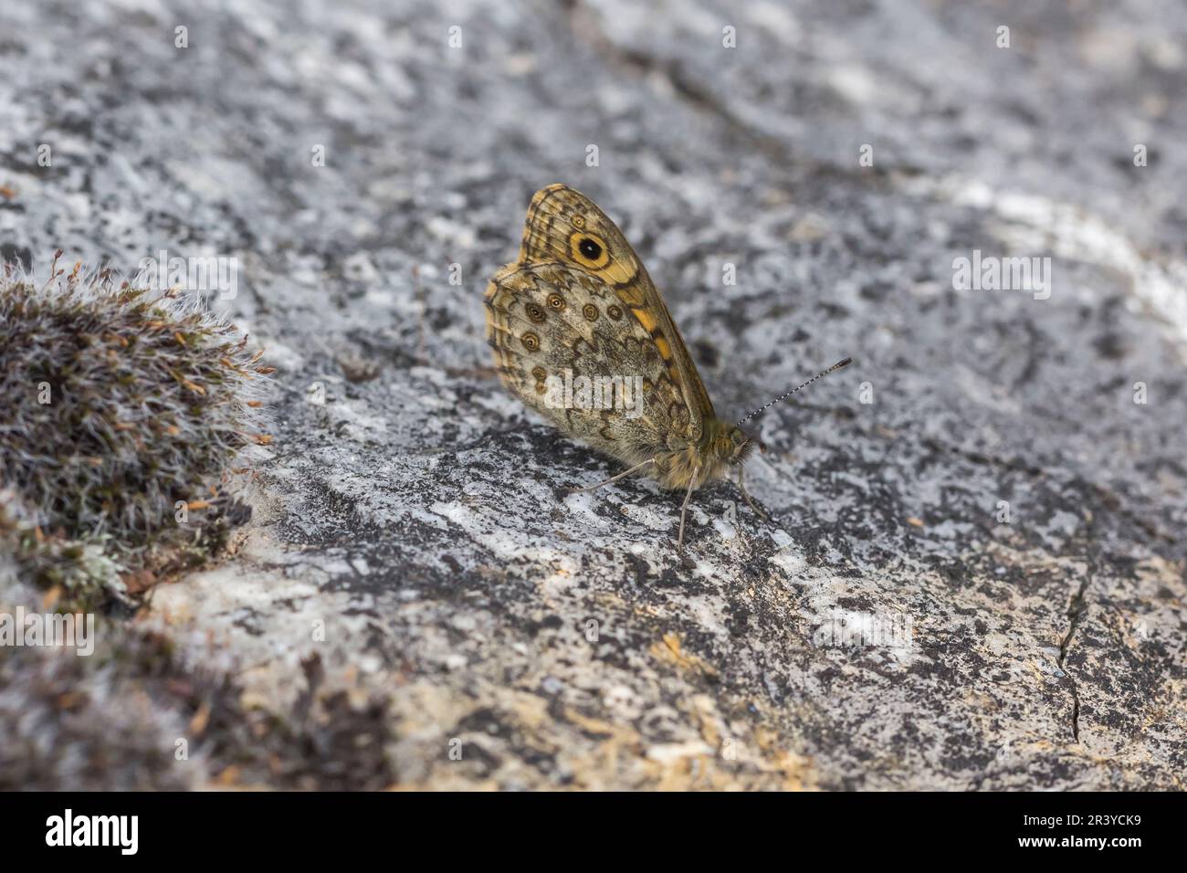 Lasiommata megera, known as Wall butterfly, Wall brown butterfly Stock ...