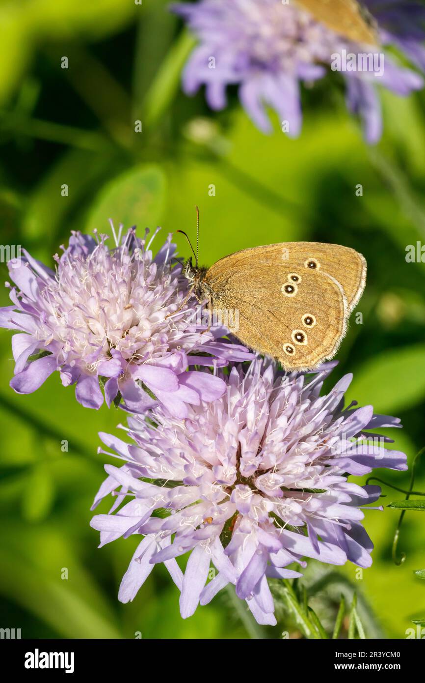 Aphantopus hyperantus, commonly known as the Ringlet butterfly Stock ...