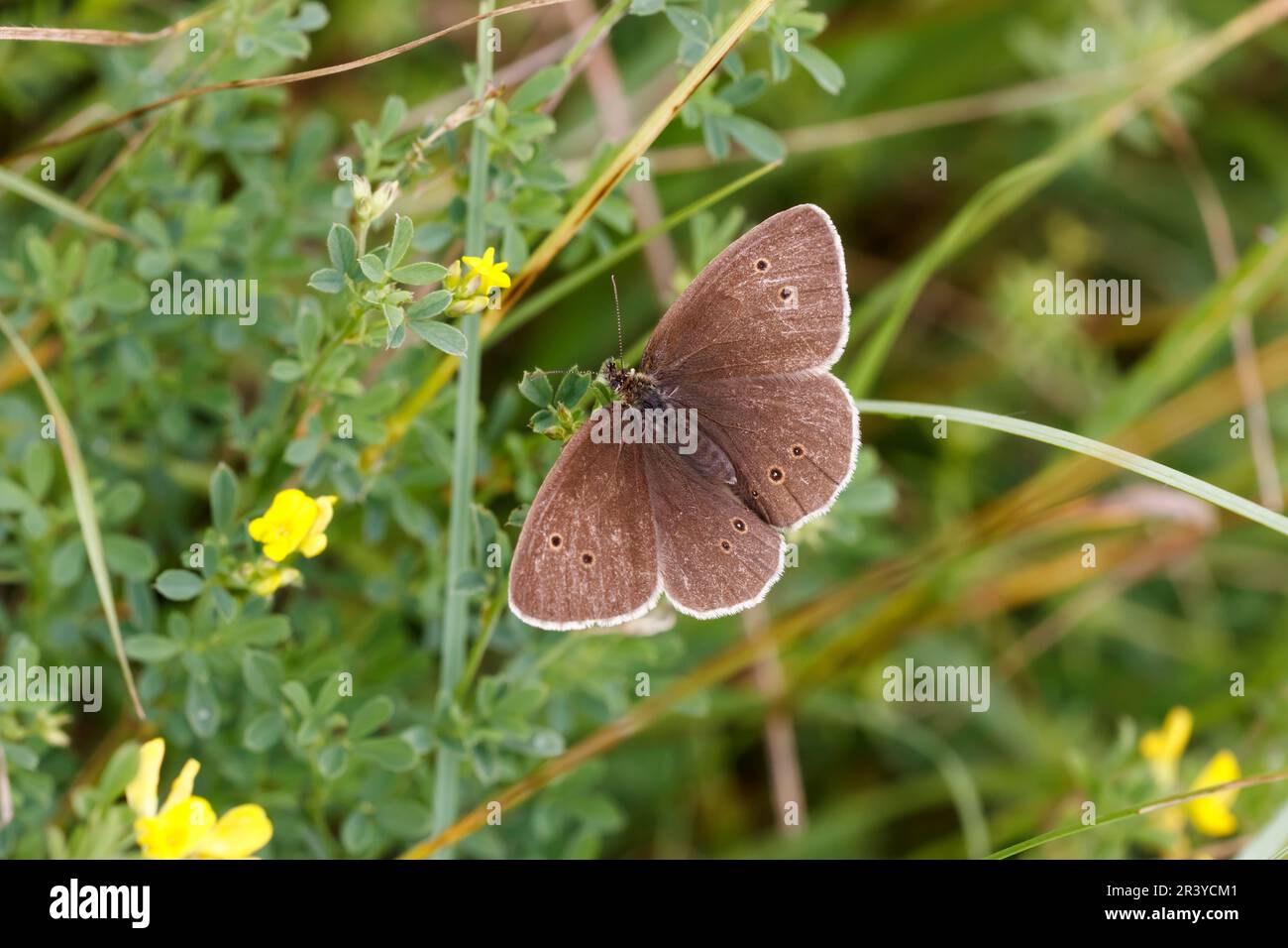 Aphantopus hyperantus, commonly known as the Ringlet butterfly Stock ...