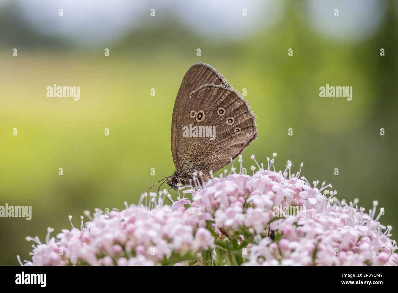Aphantopus hyperantus, commonly known as the Ringlet butterfly Stock ...