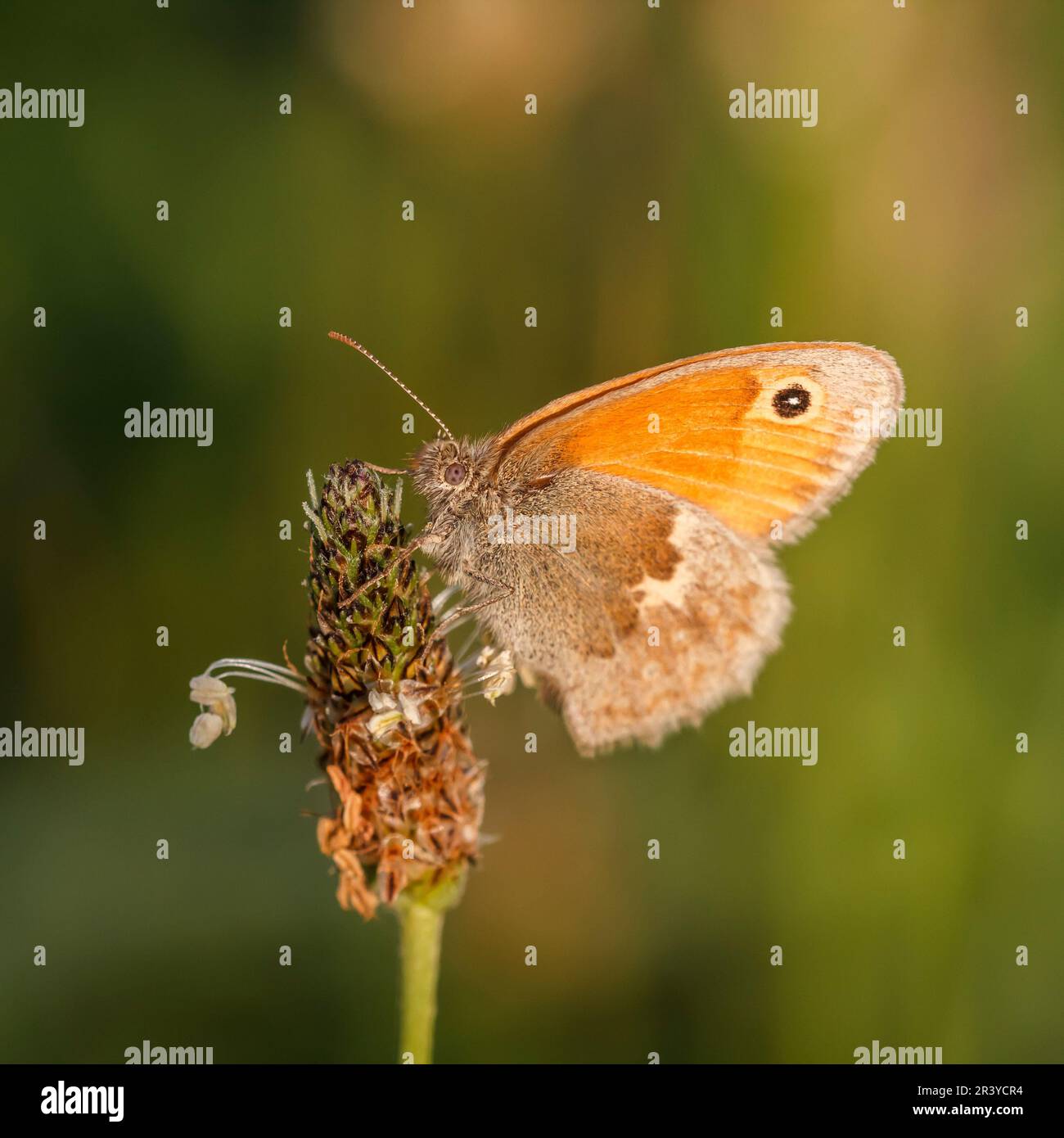 Coenonympha pamphilus, known as the Small heath butterfly Stock Photo ...