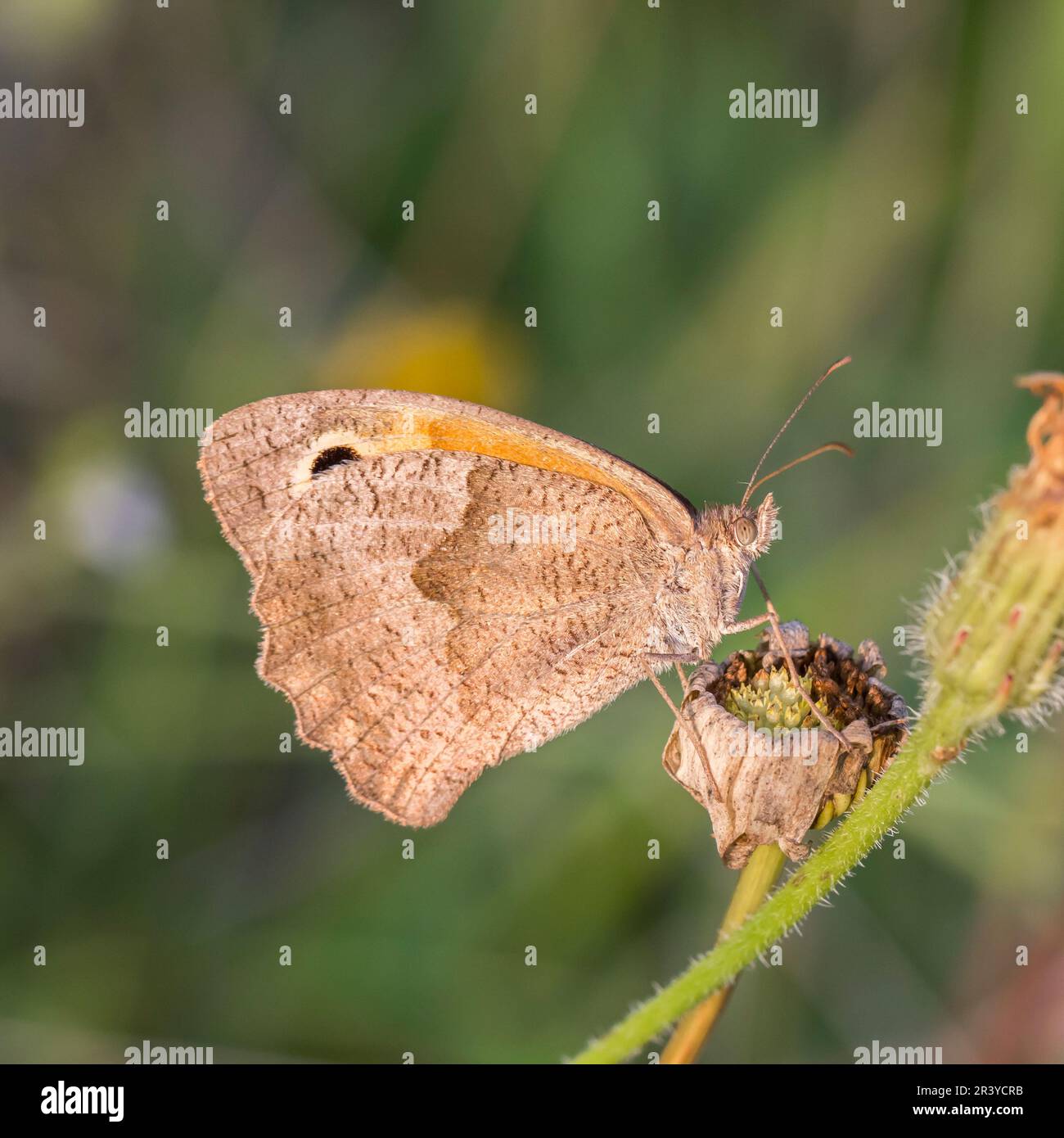 Maniola jurtina, known as the Meadow brown butterfly (female Stock ...