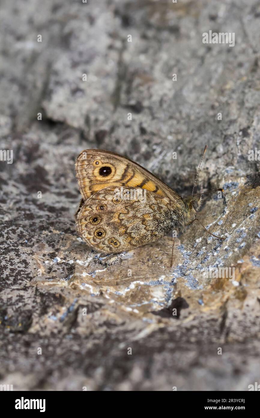 Lasiommata megera, known as Wall butterfly, Wall brown butterfly Stock ...