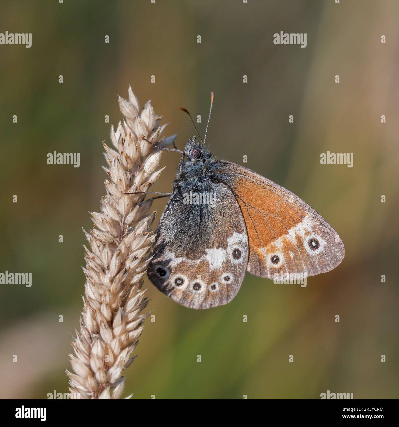 Coenonympha tullia, known as Common ringlet, Large heath Stock Photo ...