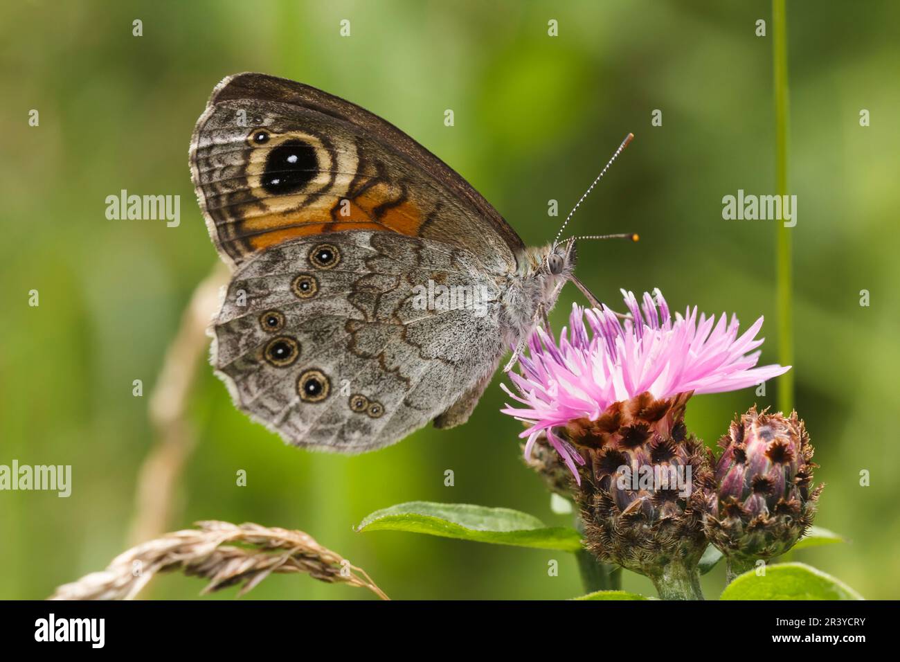 Lasiommata maera maera, known as Large wall brown butterfly Stock Photo ...
