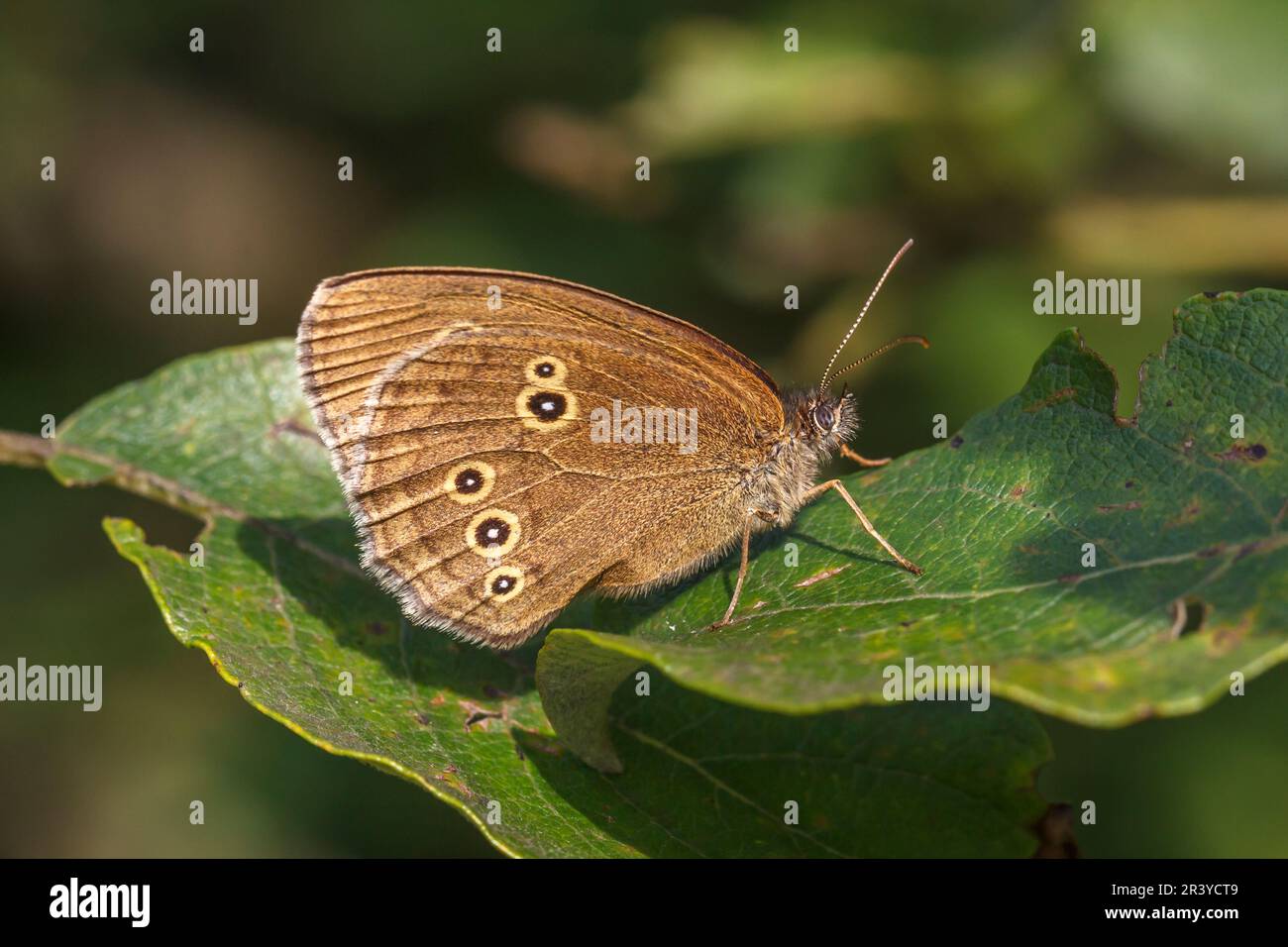Aphantopus hyperantus, commonly known as the Ringlet butterfly Stock ...