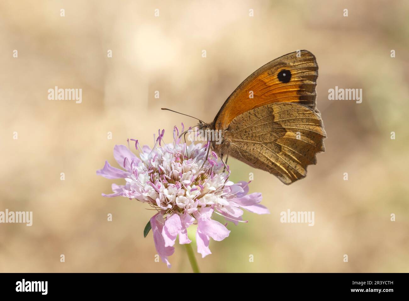 Maniola jurtina, known as the Meadow brown butterfly (female Stock ...