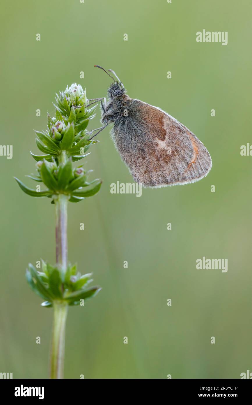 Coenonympha pamphilus, known as the Small heath butterfly Stock Photo ...