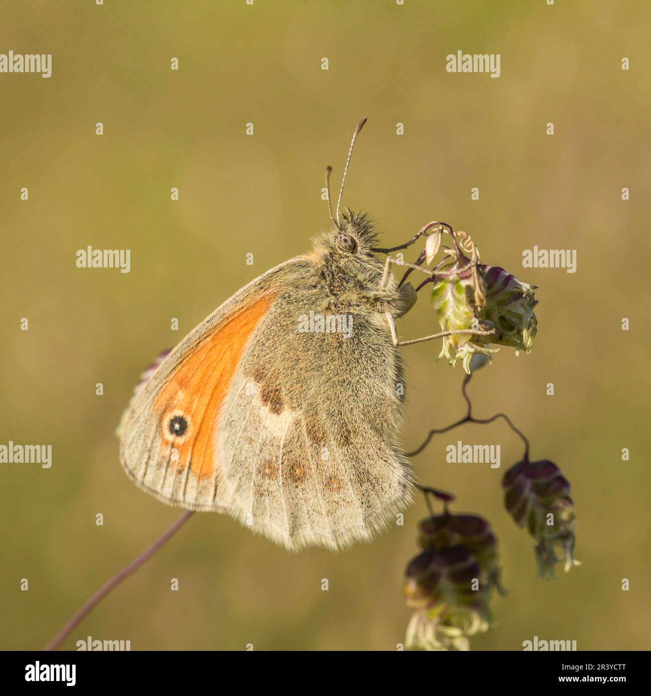 Coenonympha pamphilus, known as the Small heath butterfly Stock Photo ...