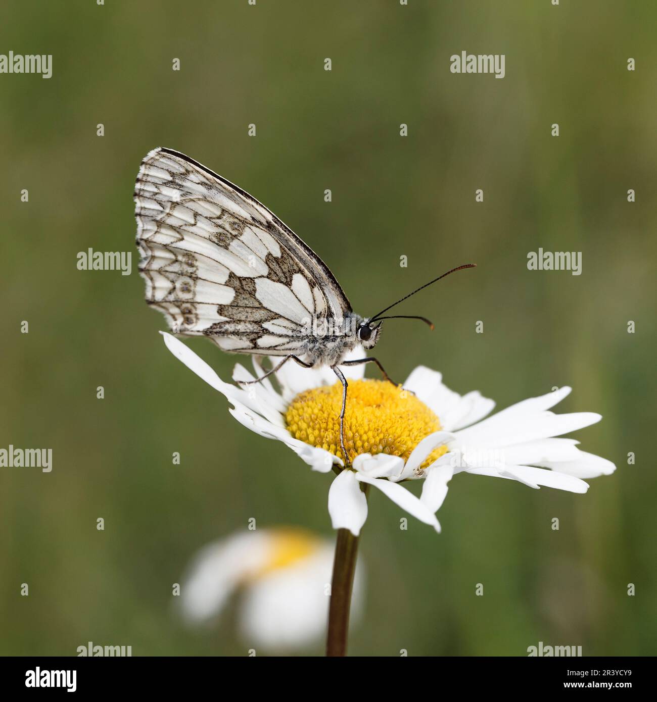 Melanargia galathea, known as the Marbled white butterfly Stock Photo ...