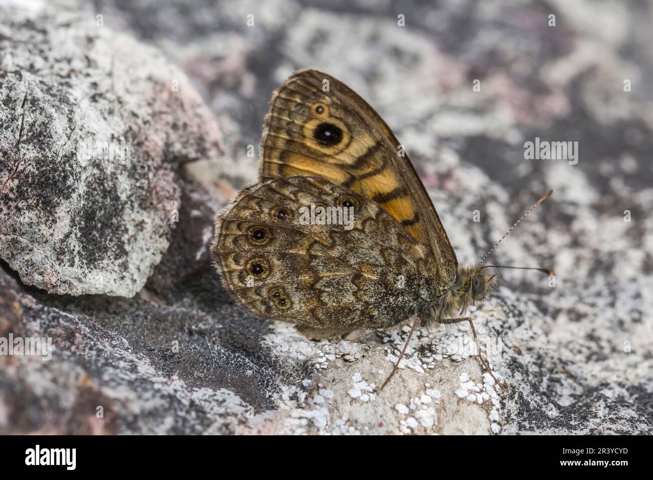 Lasiommata megera, known as Wall butterfly, Wall brown butterfly Stock ...