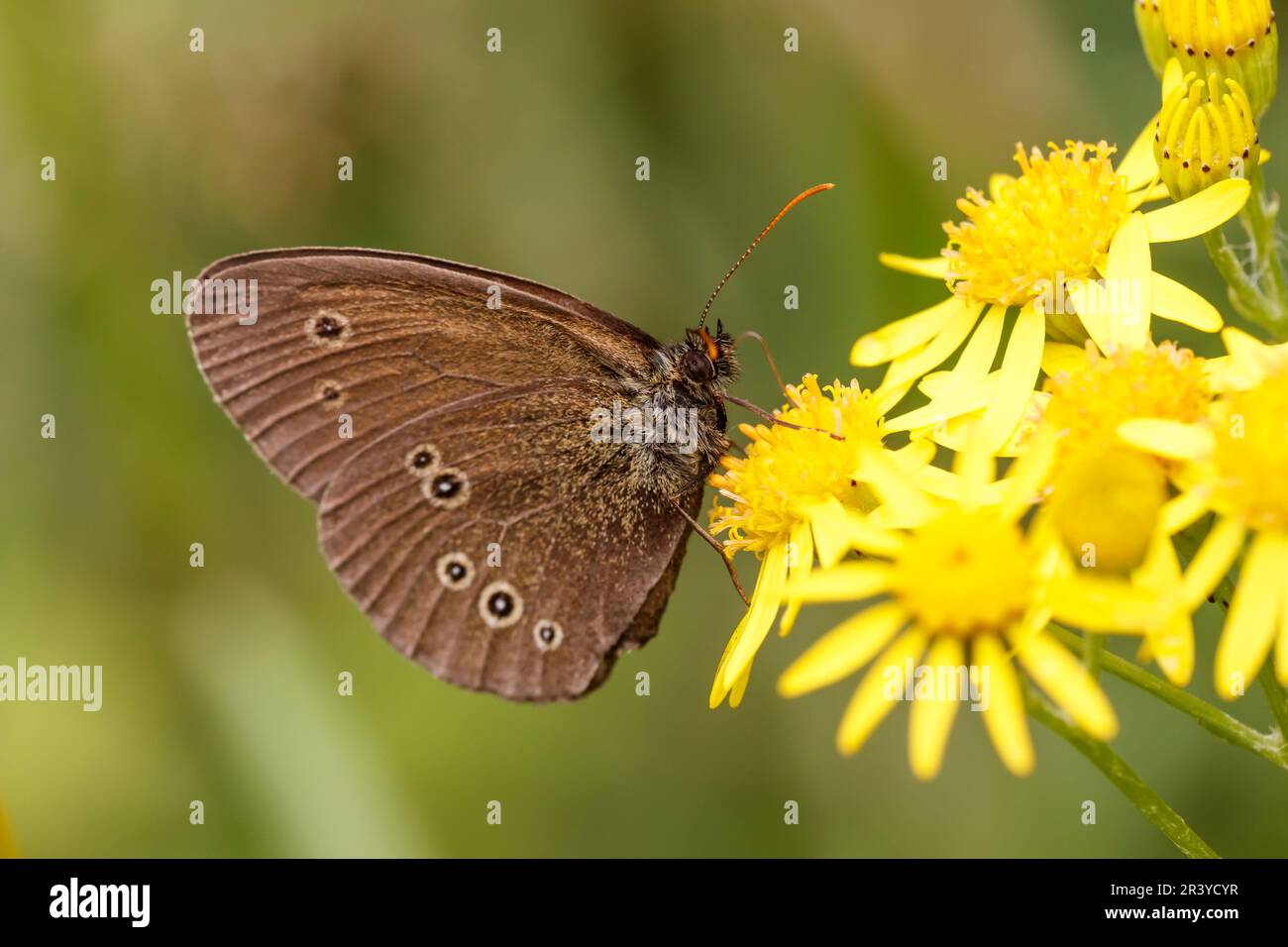 Aphantopus hyperantus, commonly known as the Ringlet butterfly Stock ...