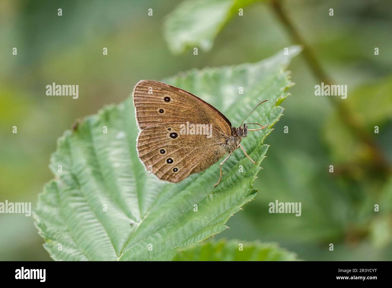 Aphantopus hyperantus, commonly known as the Ringlet butterfly Stock ...
