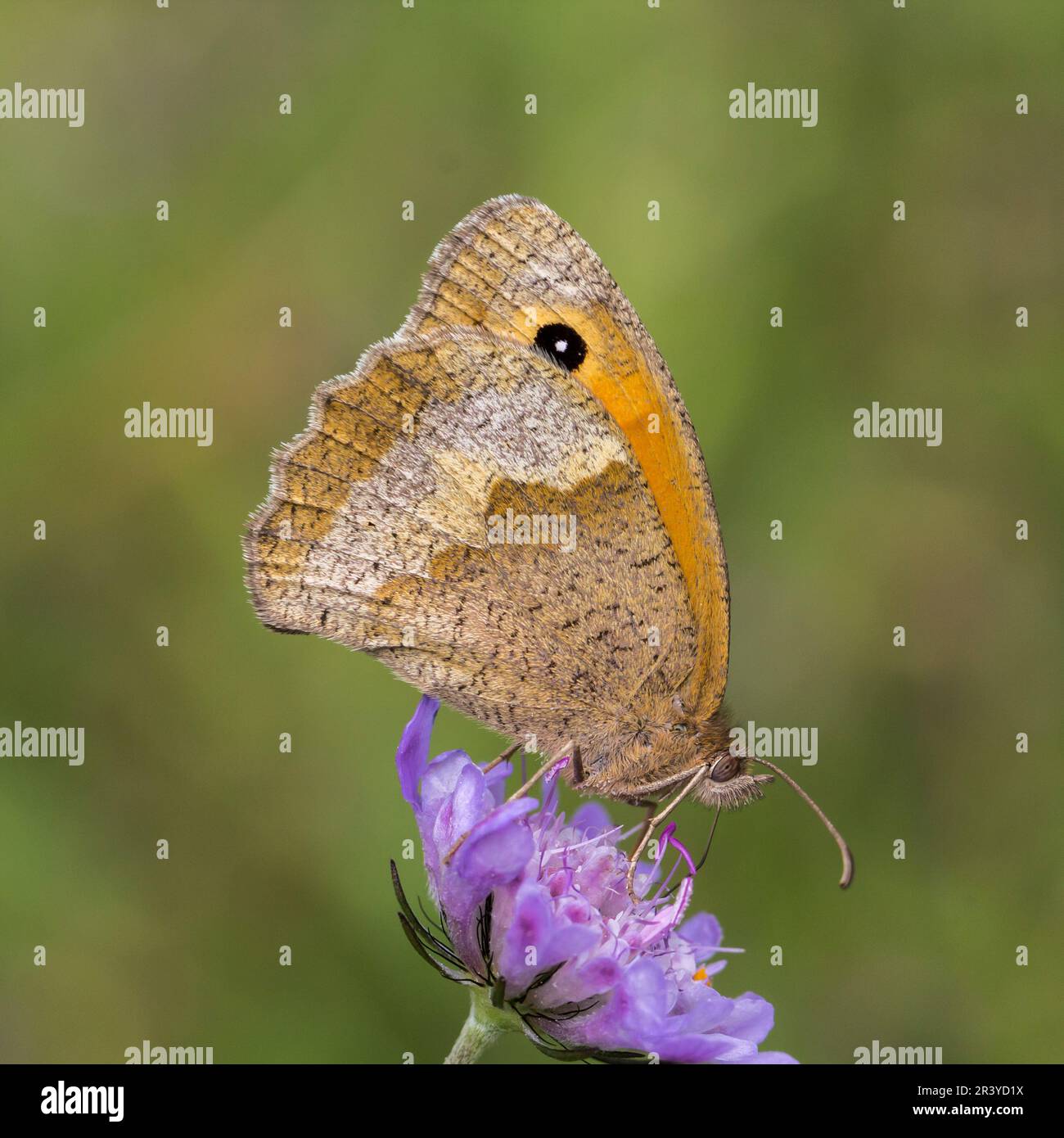 Maniola jurtina, known as the Meadow brown butterfly (female Stock ...