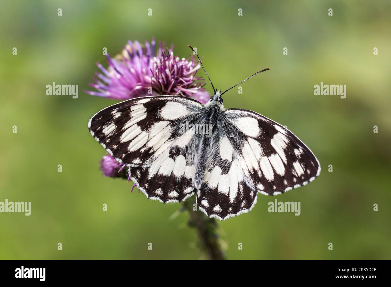 Melanargia galathea, known as the Marbled white butterfly Stock Photo ...