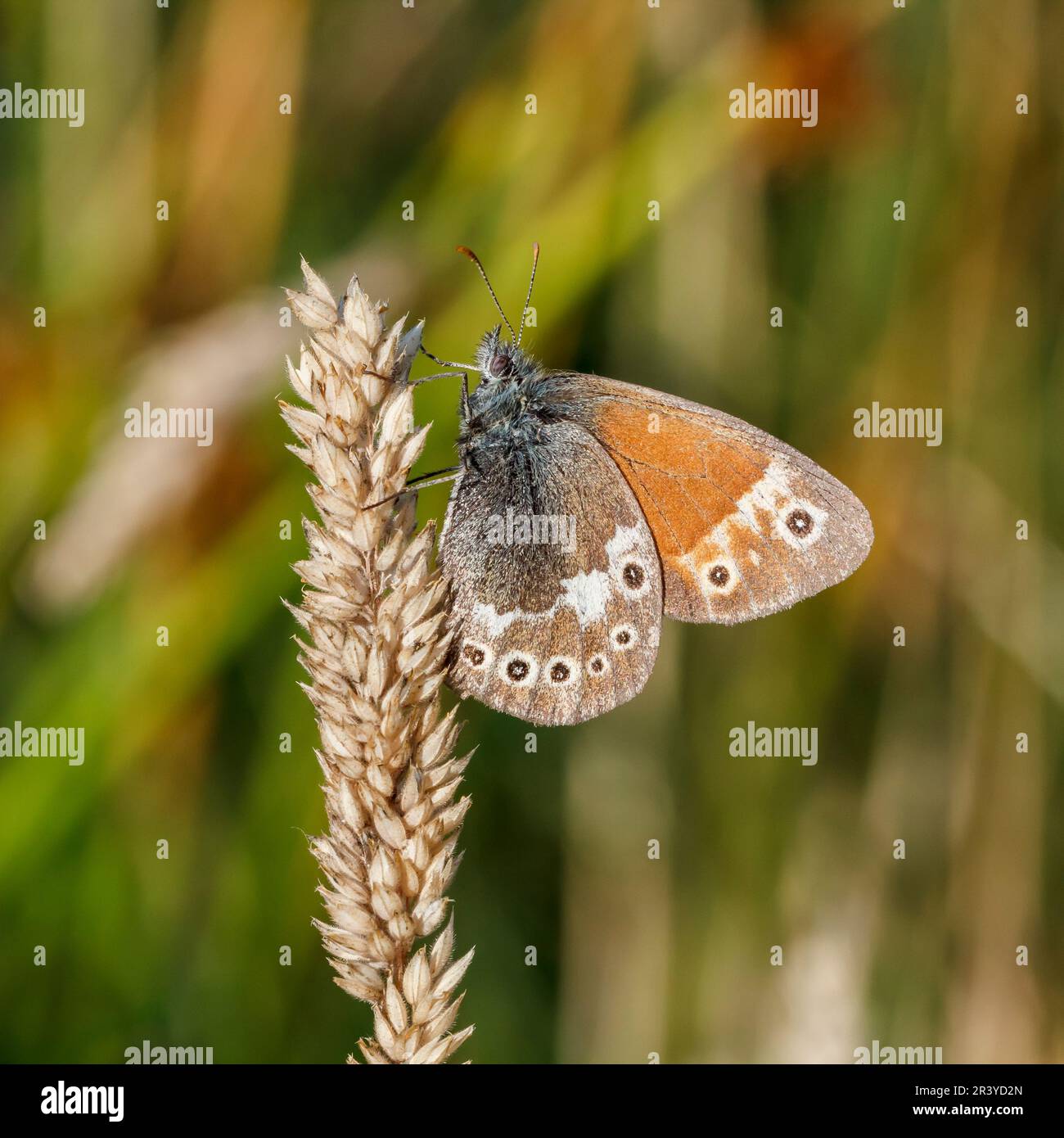 Coenonympha tullia, known as Common ringlet, Large heath Stock Photo ...