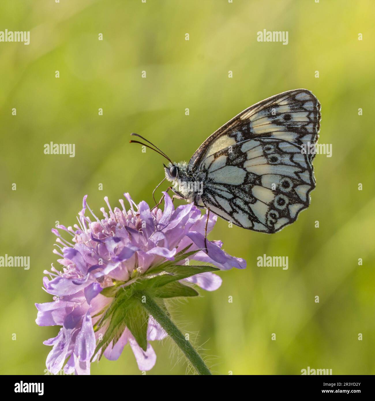 Melanargia galathea, known as the Marbled white butterfly Stock Photo ...