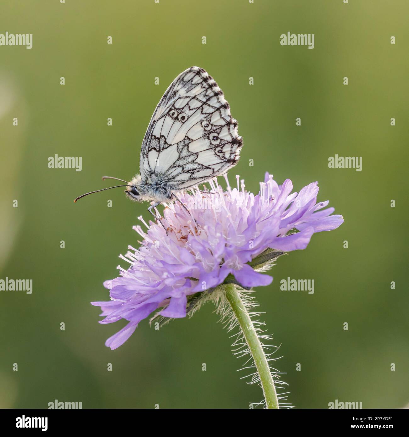 Melanargia galathea, known as the Marbled white butterfly Stock Photo ...