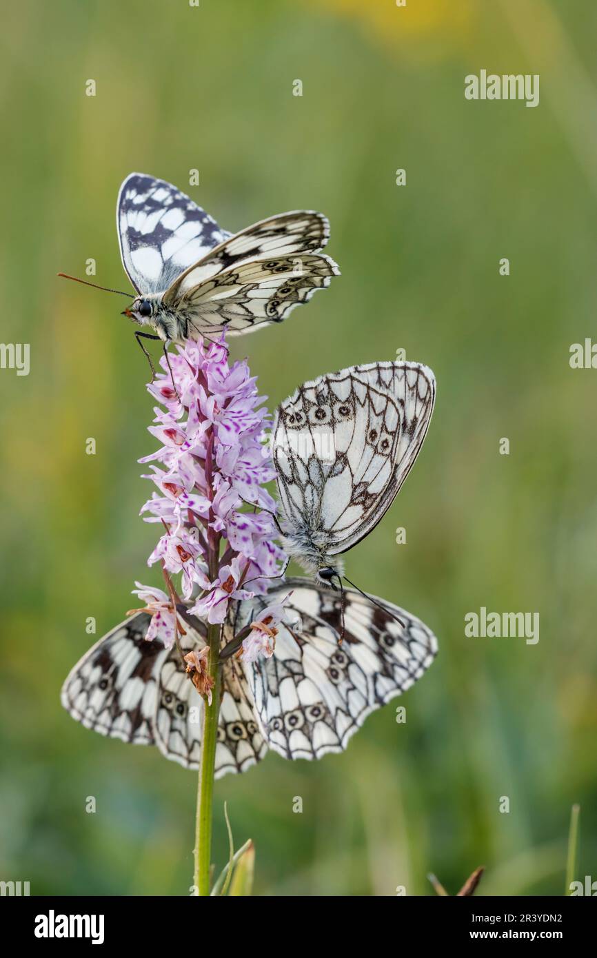 Melanargia galathea, known as the Marbled white butterfly Stock Photo ...