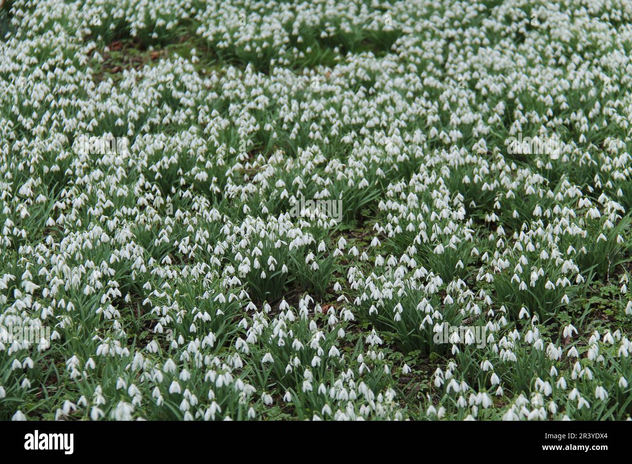 Very large snowdrop flower hi-res stock photography and images - Alamy