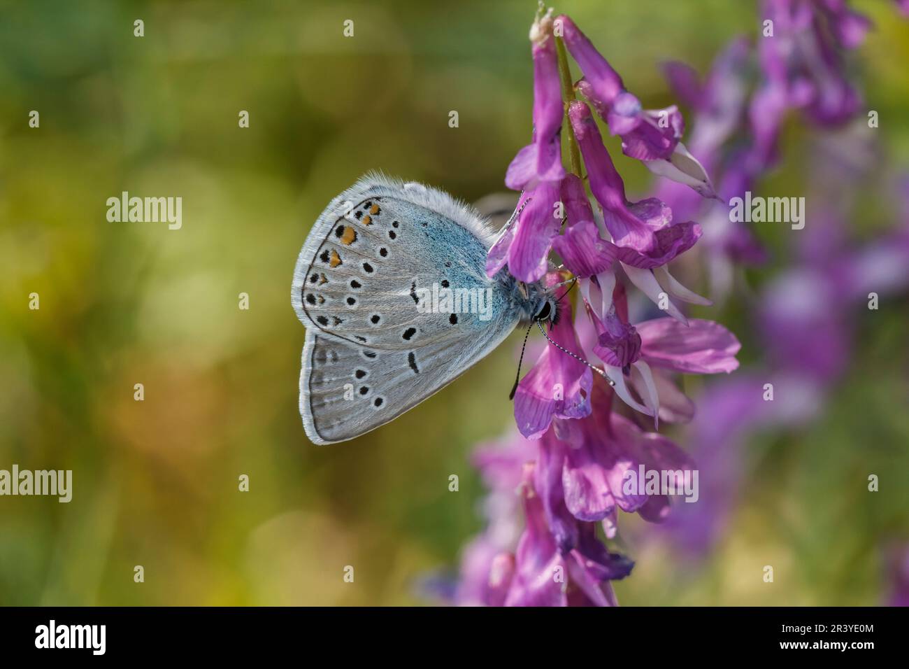 Polyommatus amandus, known as Amanda's blue, Turquoise blue, Amanda's ...